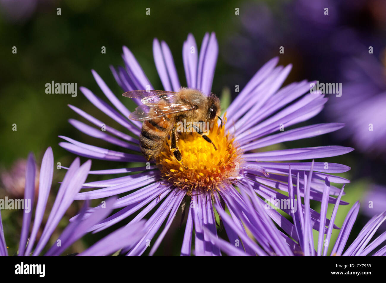 Bees collecting pollen hi-res stock photography and images - Alamy