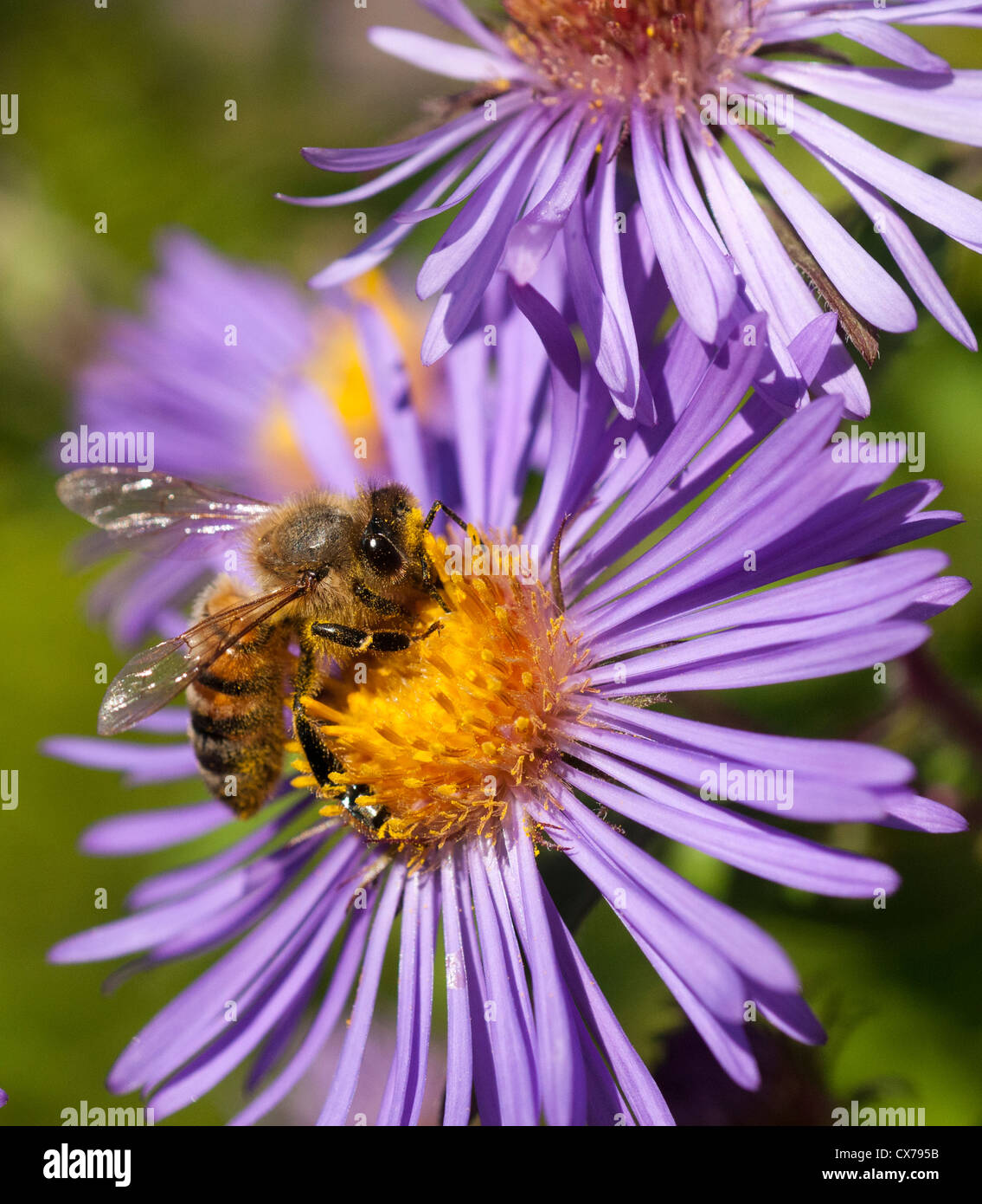 Bees collecting pollen hi-res stock photography and images - Alamy