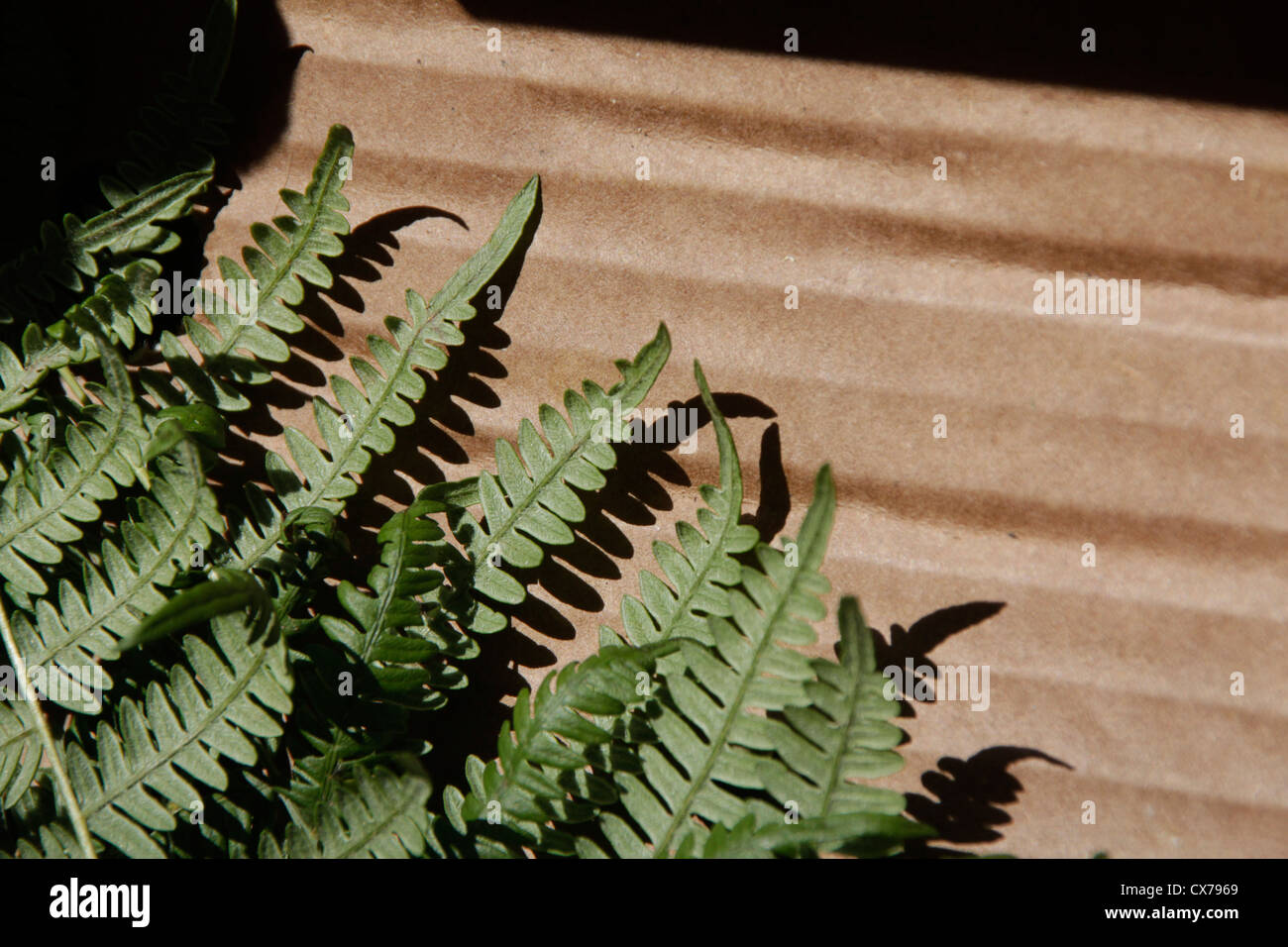 fern leaves in a cardboard box in sun Stock Photo - Alamy