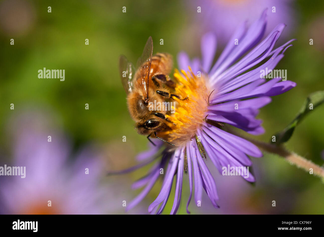 Bees collecting pollen hi-res stock photography and images - Alamy