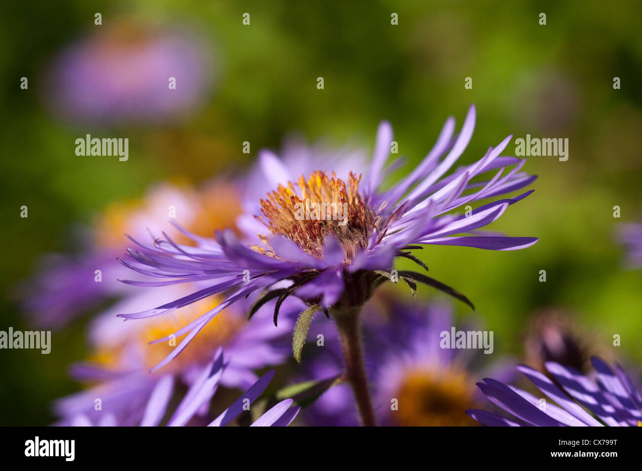 Beautiful blue aster Stock Photo - Alamy
