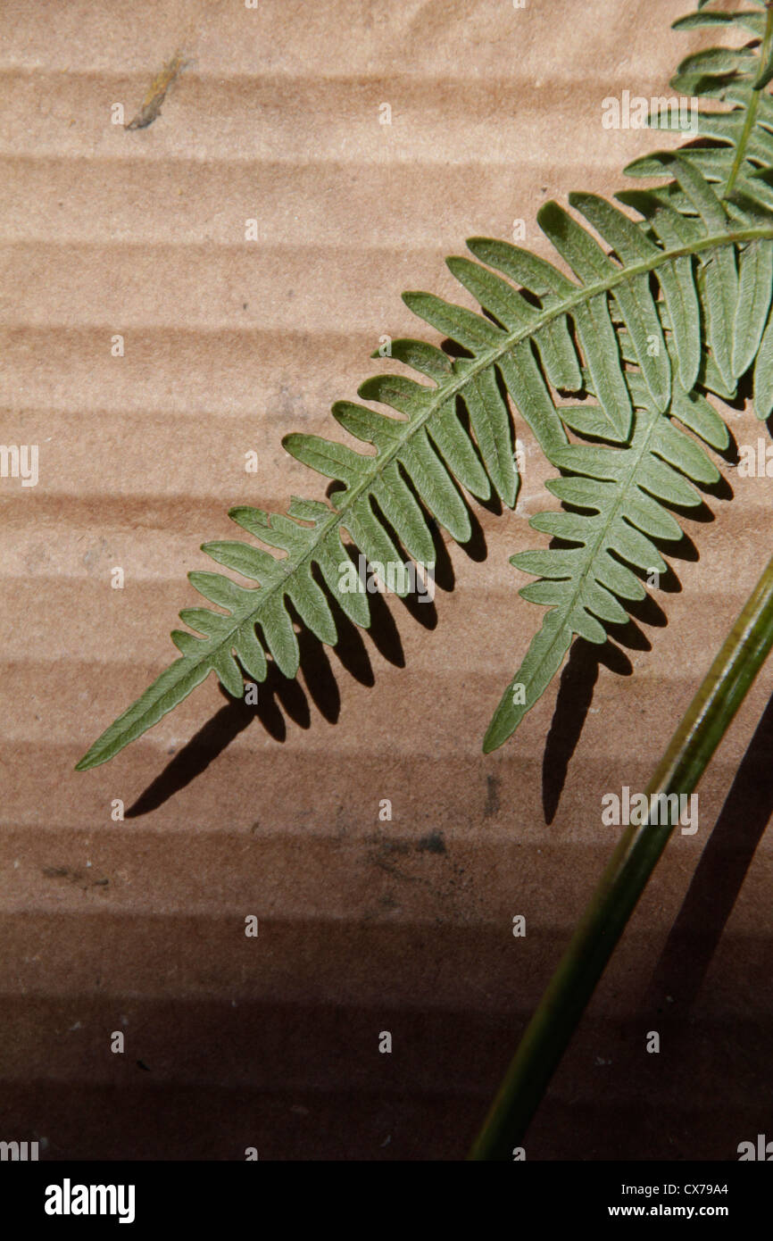 fern leaves in a cardboard box in sun Stock Photo - Alamy