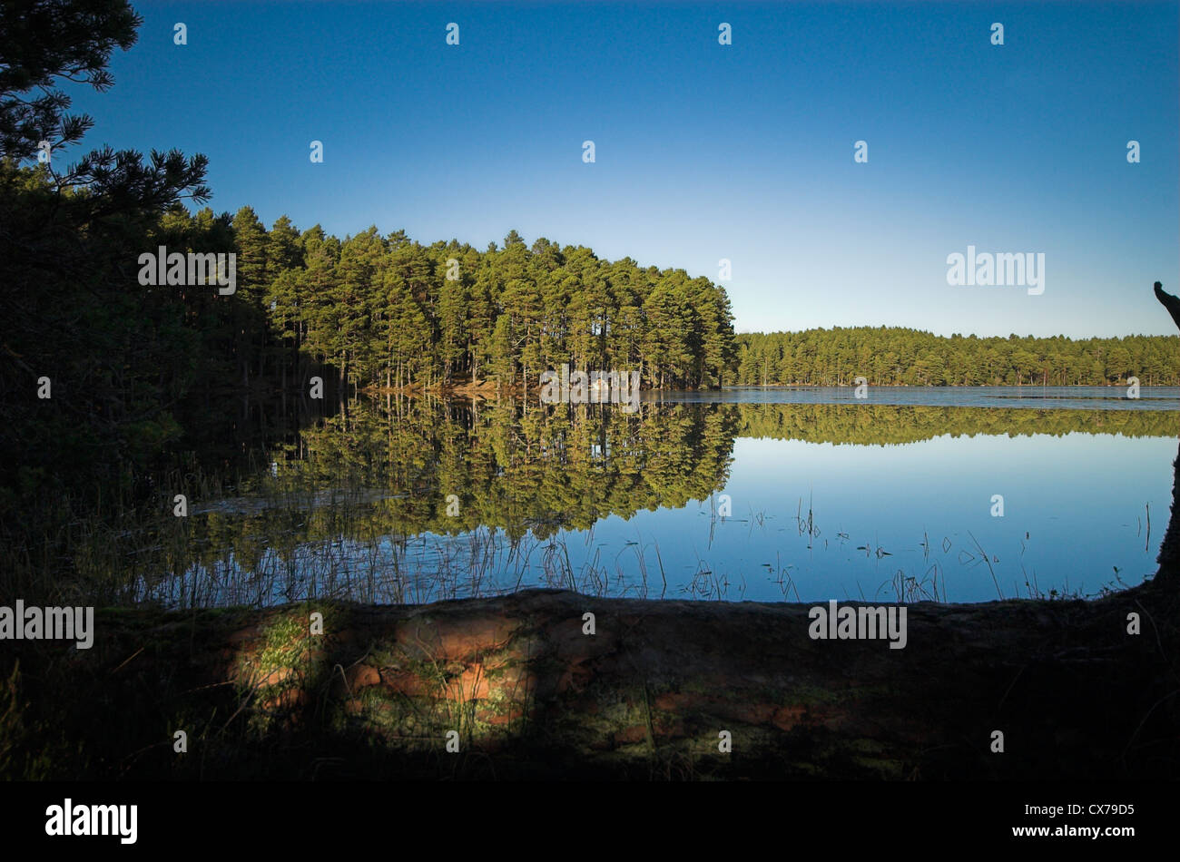 Loch Garten, Abernethy Forest, Scotland Stock Photo - Alamy