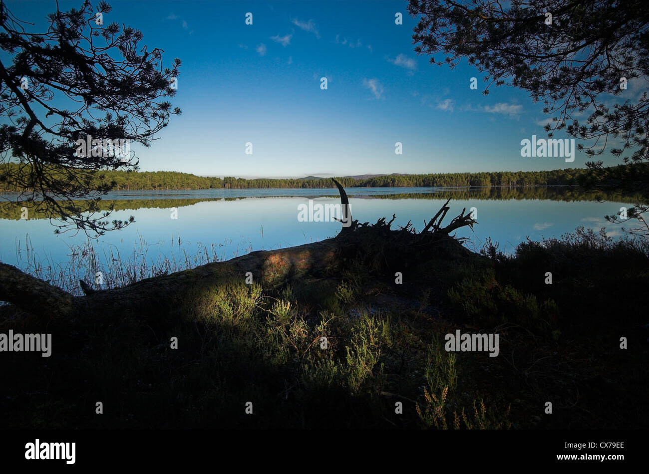 Loch Garten, Abernethy Forest, Scotland Stock Photo - Alamy