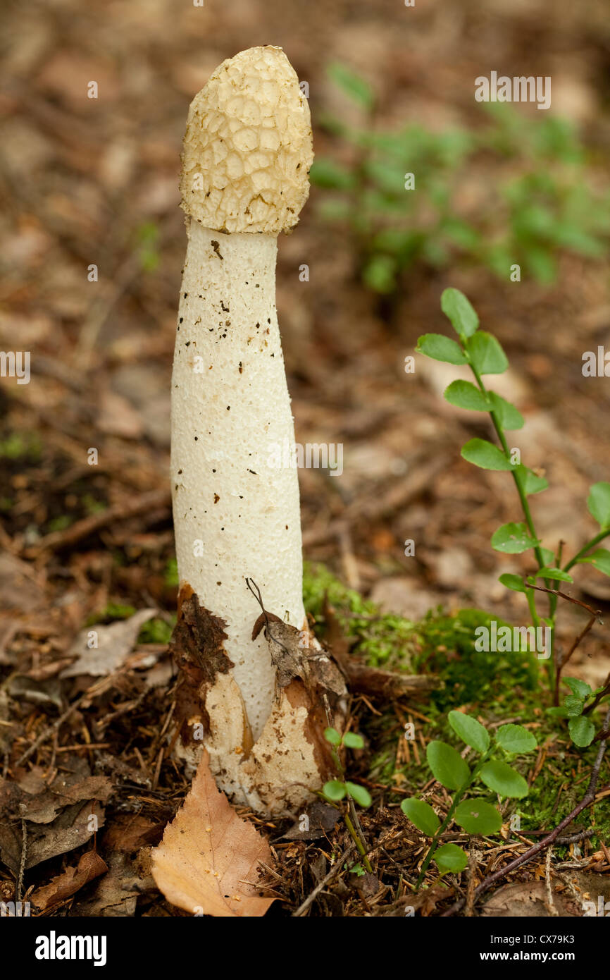 Stinkhorn fungus hi-res stock photography and images - Alamy