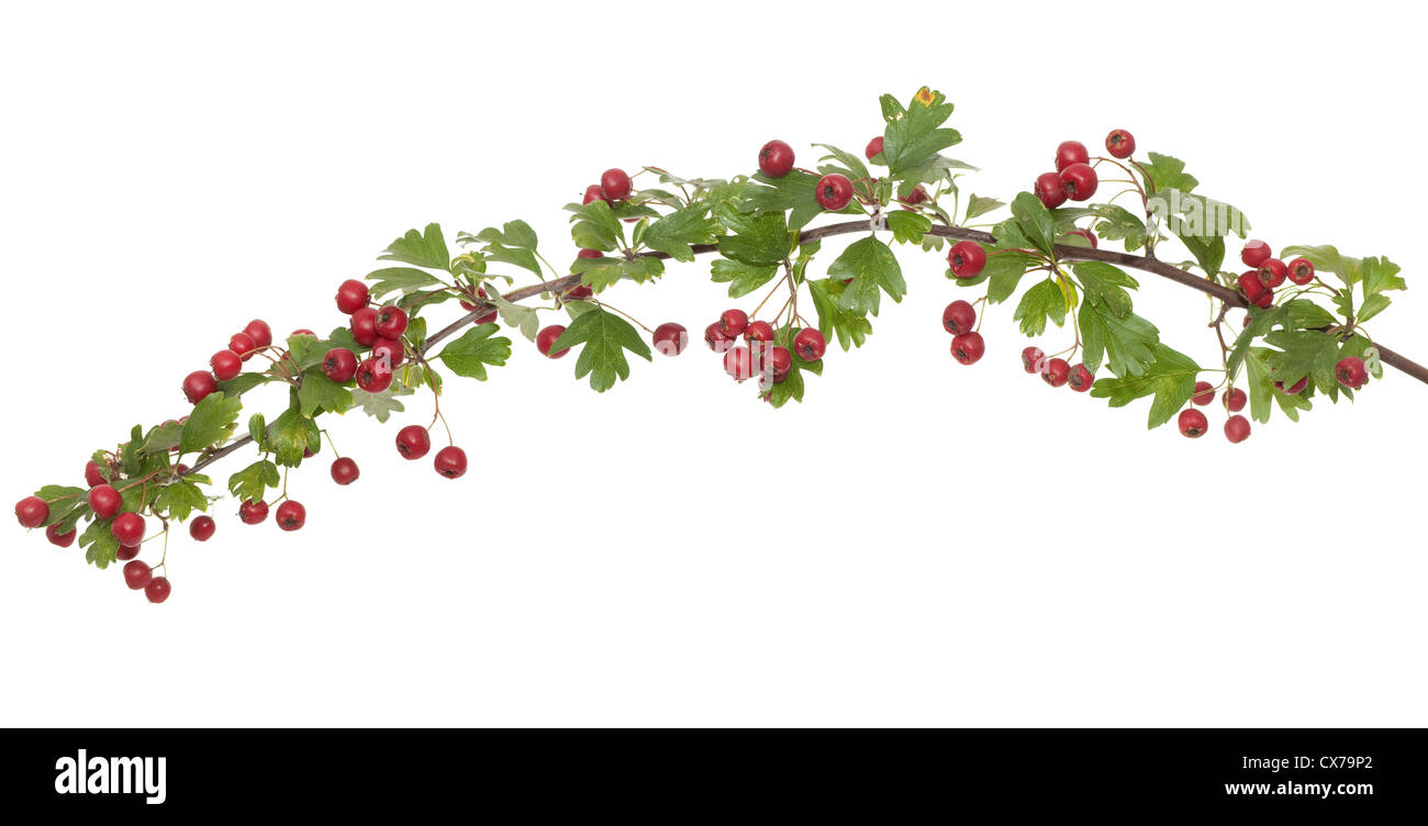 hawthorn branch with fruits on white background Stock Photo - Alamy