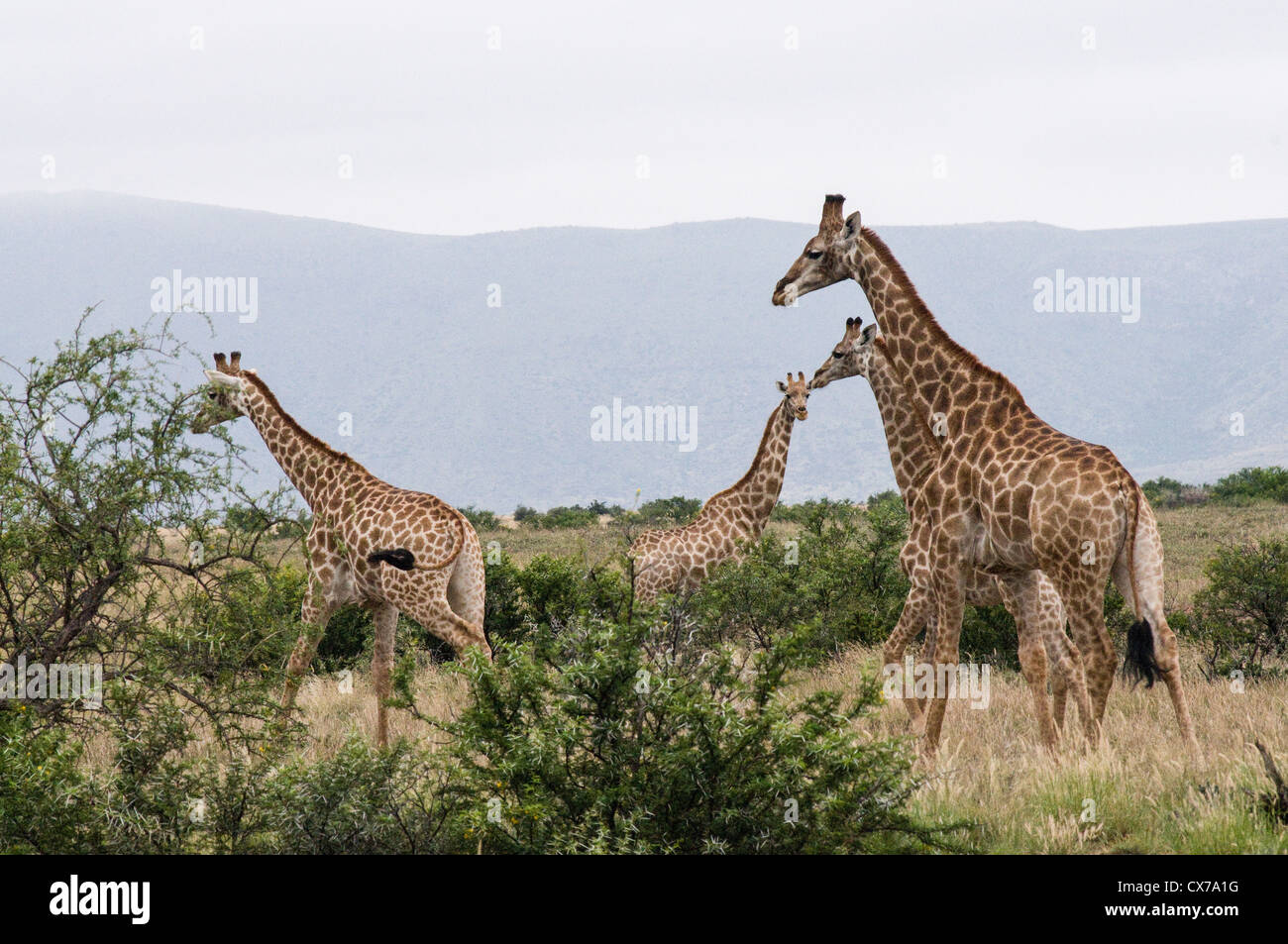 Addo National Park Stock Photo - Alamy