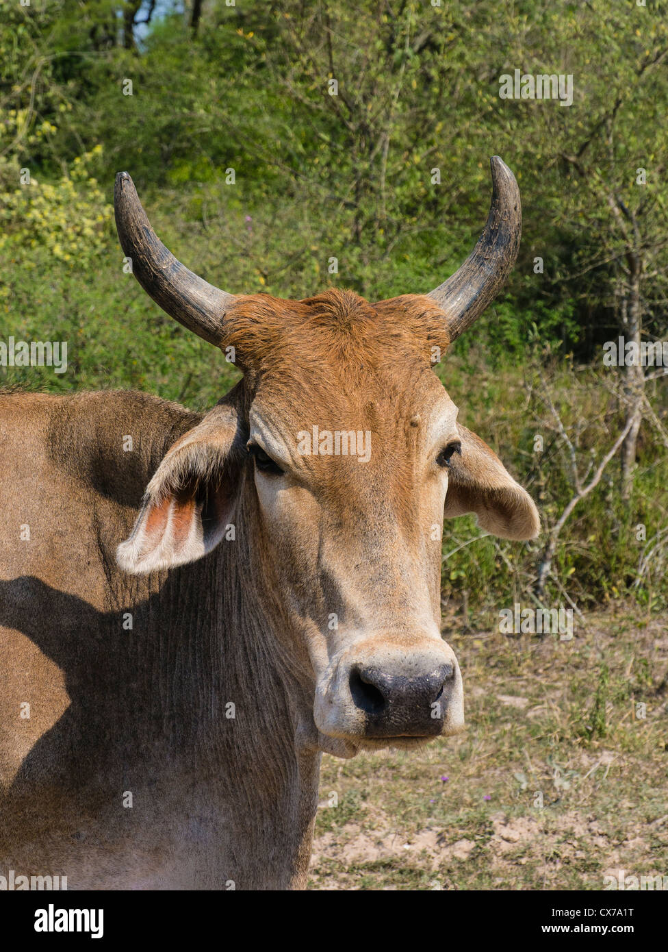 Brahma bull hi-res stock photography and images - Alamy