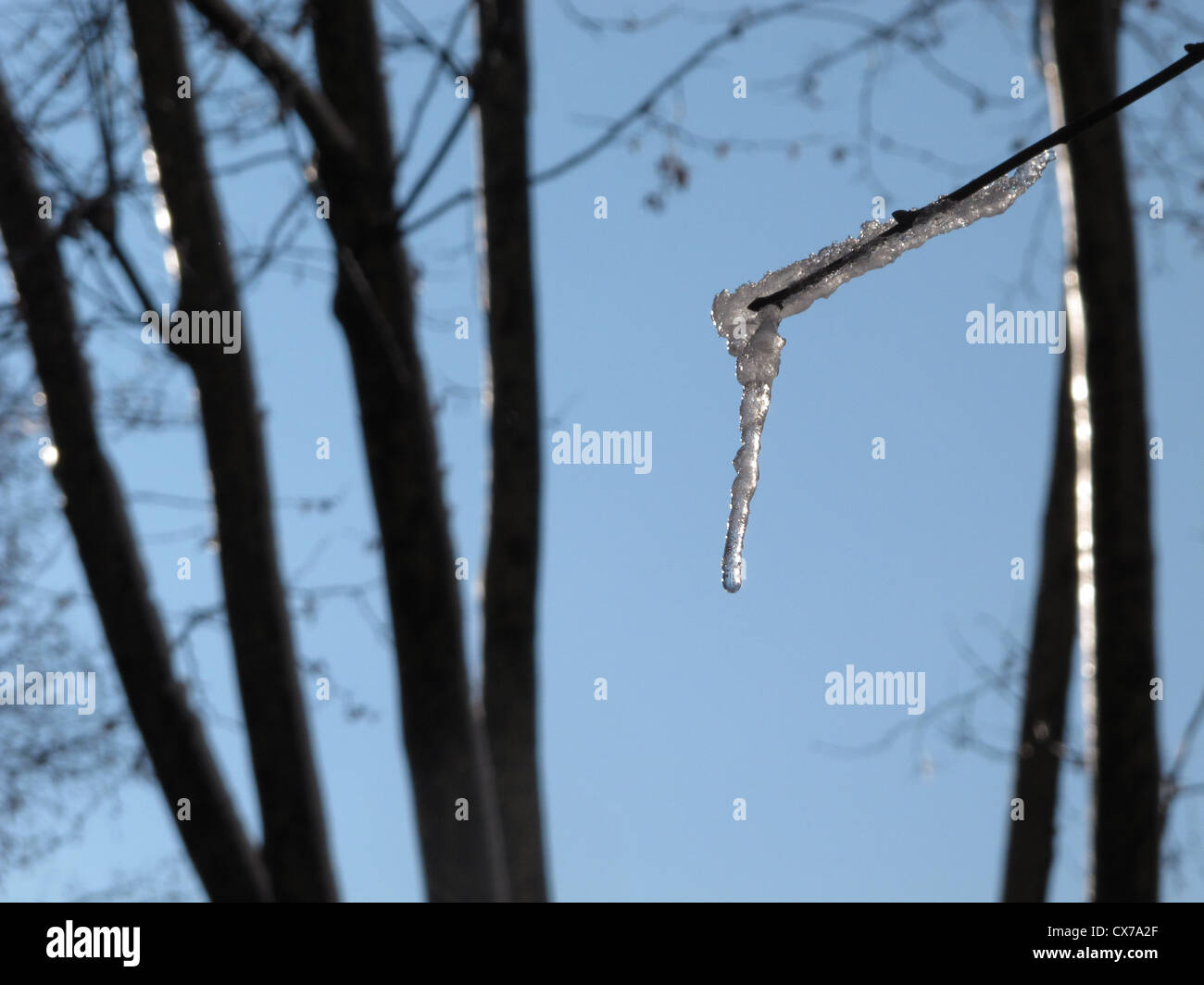 icicle snow on tree branch Stock Photo - Alamy