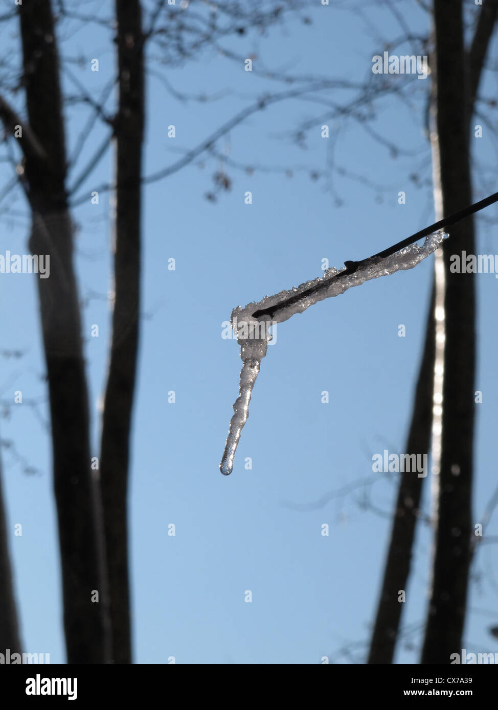 icicle snow on tree branch Stock Photo - Alamy