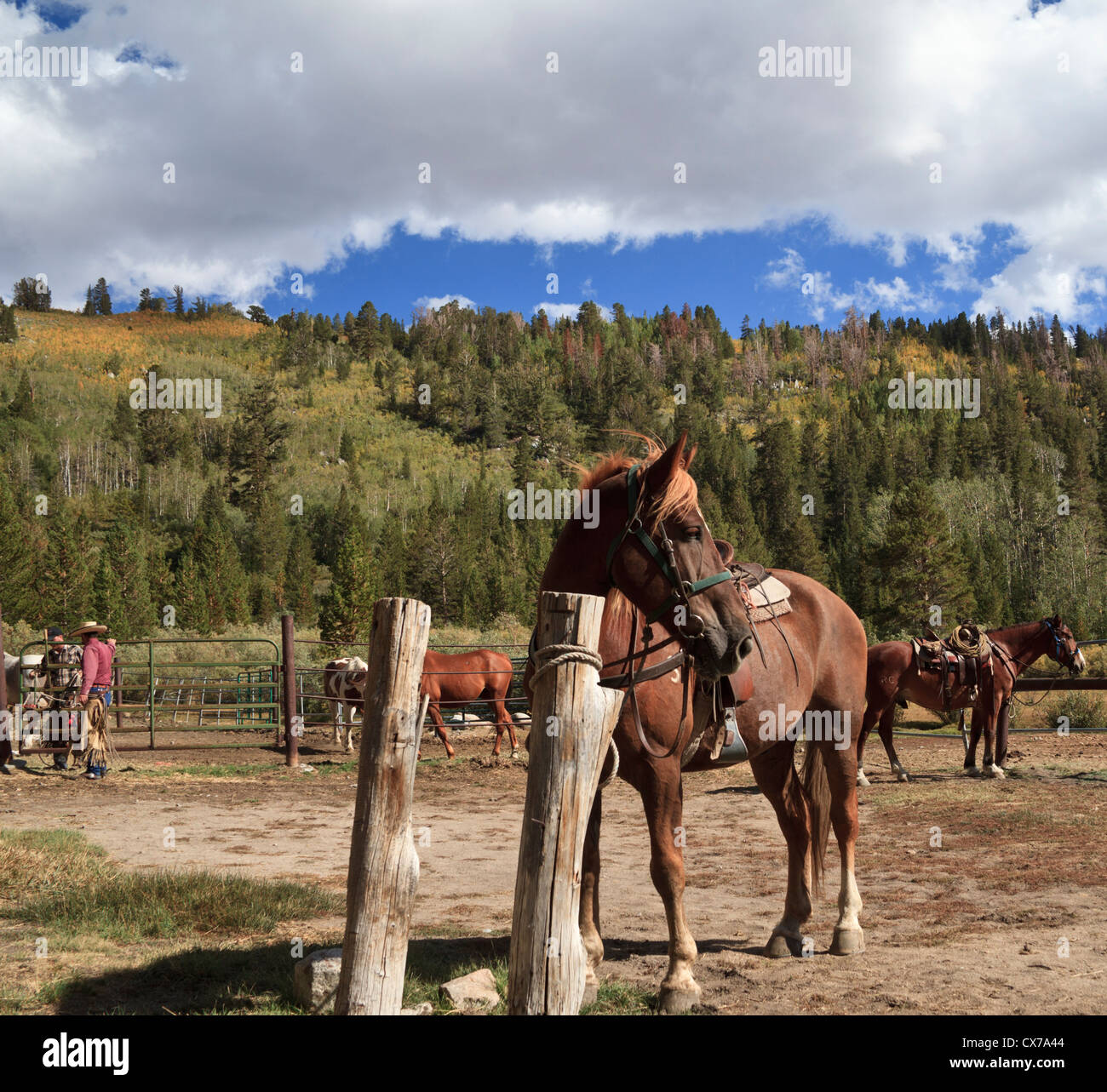 Horses in corral hi-res stock photography and images - Alamy