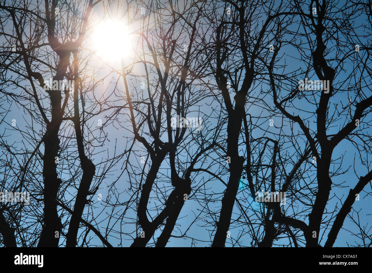 Sunlight Streaming Through the Branches of Trees Stock Photo - Alamy
