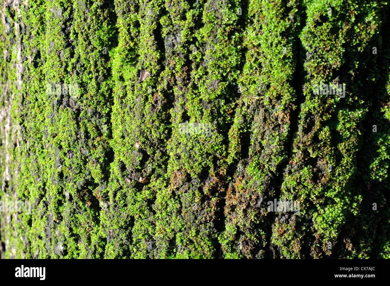 Oak moss detail hi-res stock photography and images - Alamy