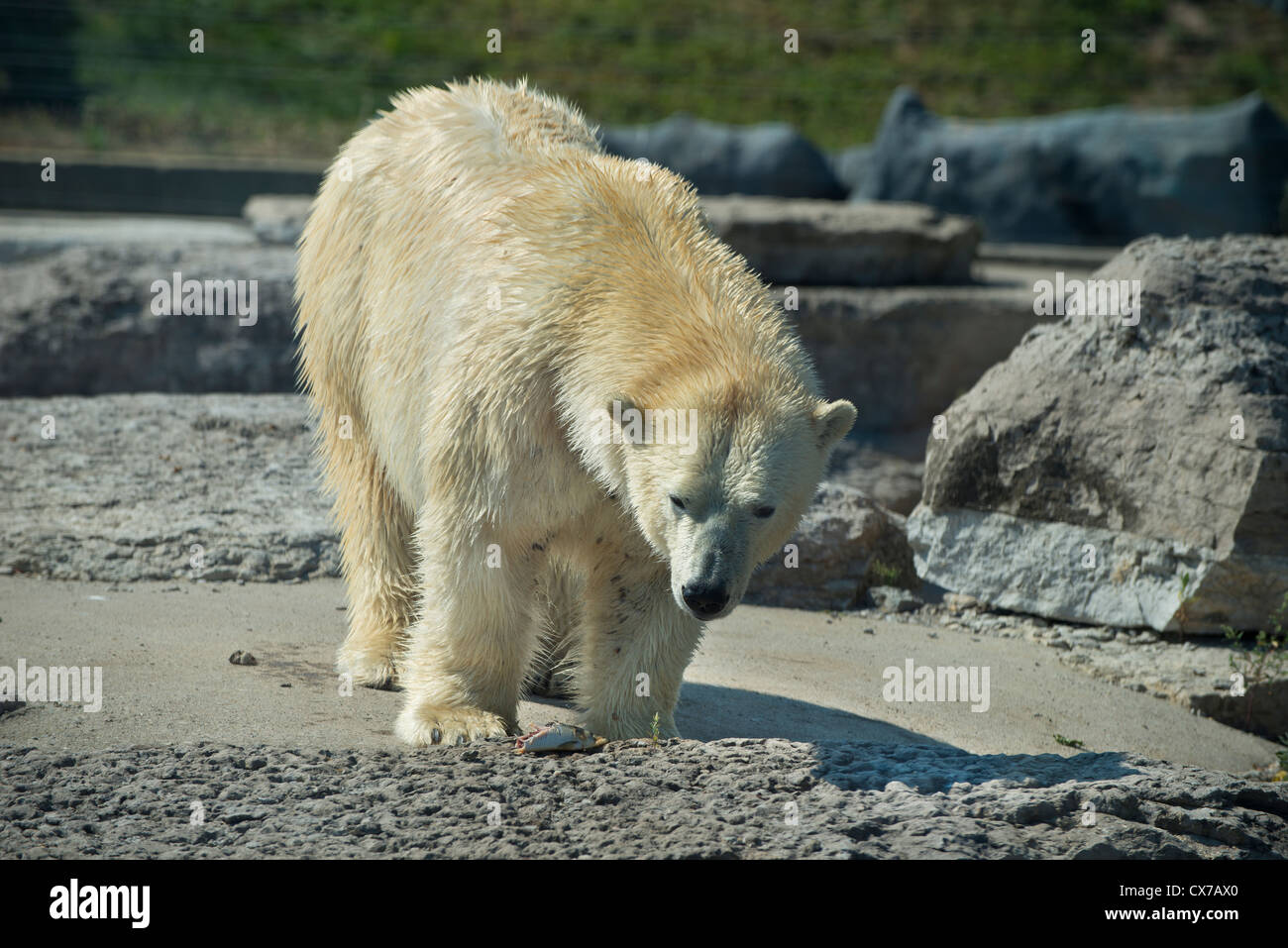 Polar Bear and fish Stock Photo - Alamy