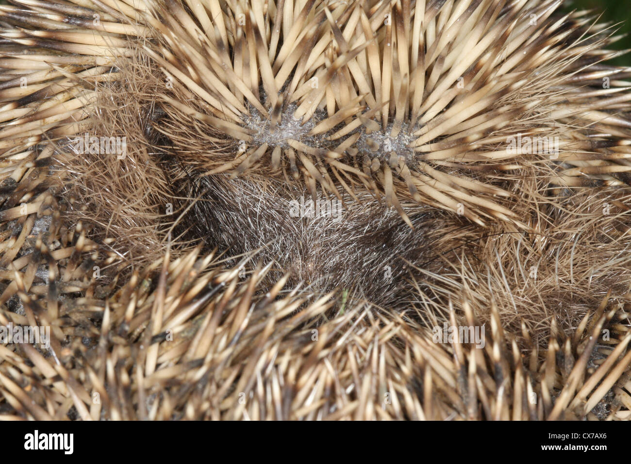 British Hedgehog curled into ball for protection Stock Photo - Alamy