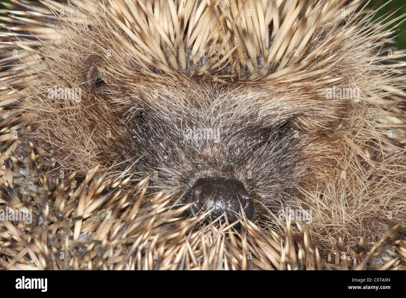 British Hedgehog curled into ball for protection Stock Photo - Alamy