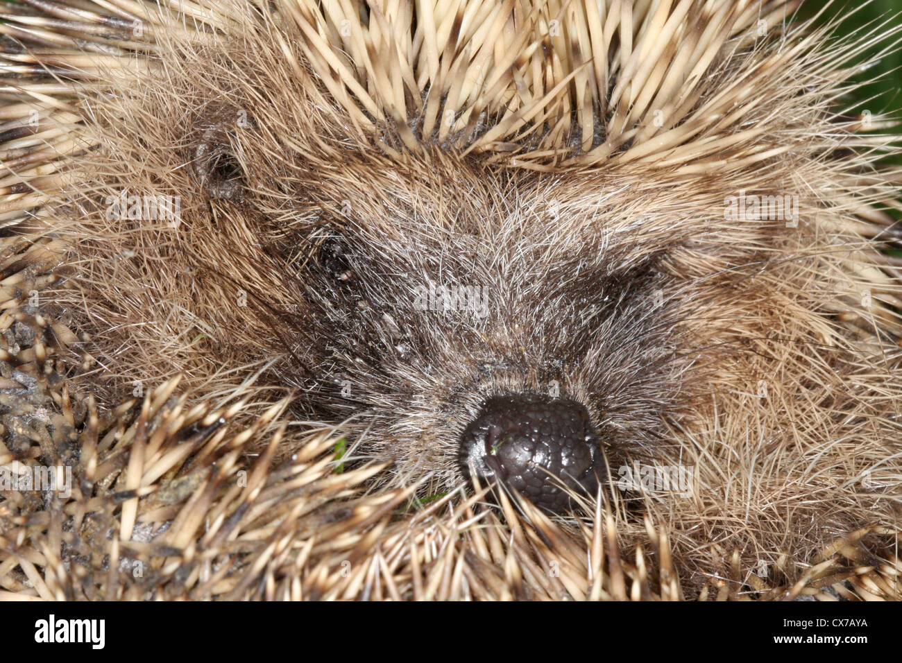 British Hedgehog curled into ball for protection Stock Photo - Alamy