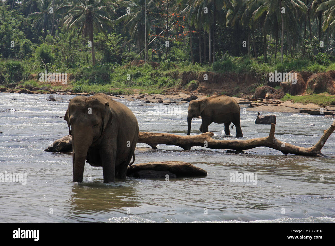 Elephant heard in river Stock Photo - Alamy