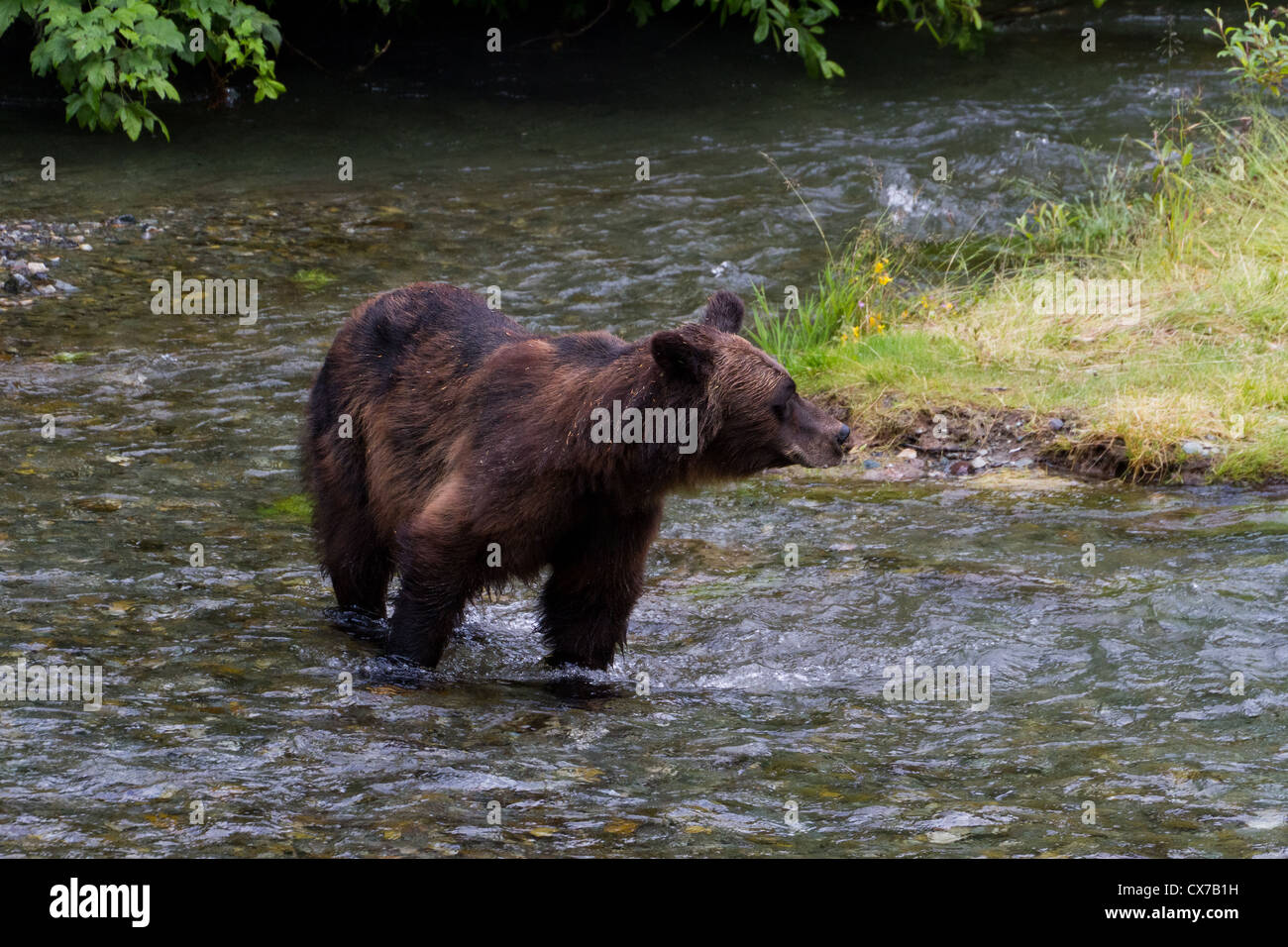 Grizzly bear Catching Salmon at hyder Alaska Stock Photo - Alamy