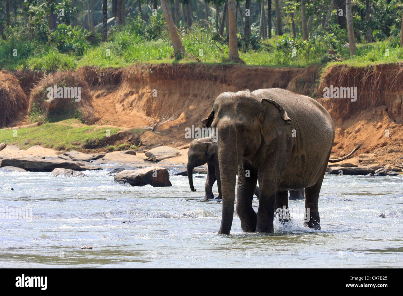 Elephant heard in river Stock Photo - Alamy