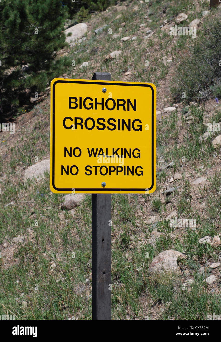Yellow warning sign on the side of road: Big Horn Sheep Crossing ...