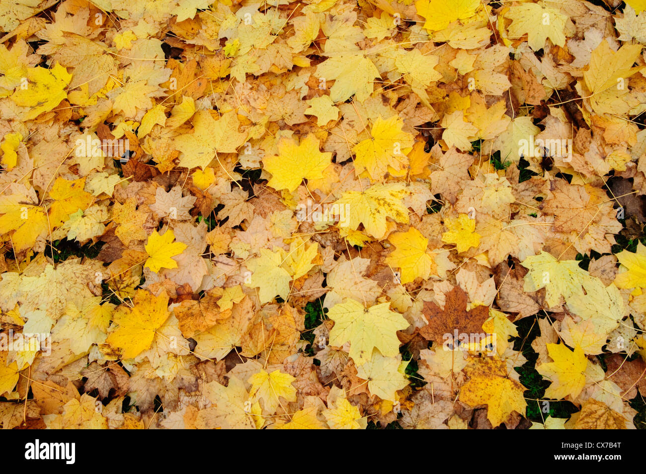 Italy, Lombardy, Park in Autumn, Yellow Leaves Stock Photo - Alamy