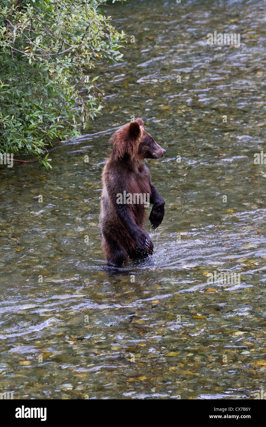 grizzly Bear Cub Catching Salmon at hyder Alaska Stock Photo - Alamy