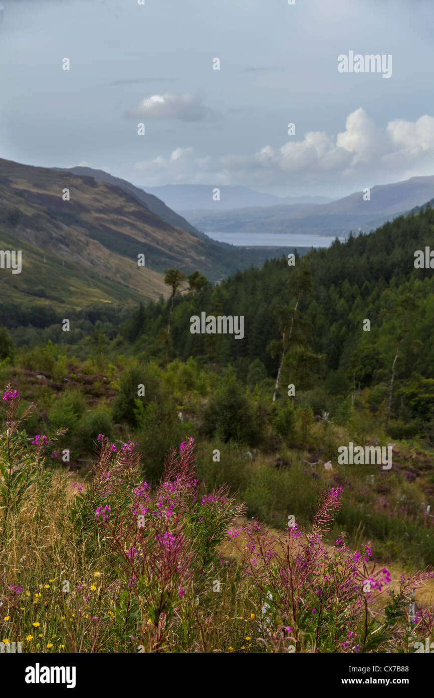Glen in Strone wood, Braemore, looking towards Loch Broom with heather ...