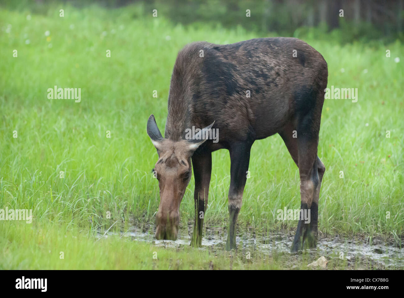 Moose in the Forest Stock Photo - Alamy