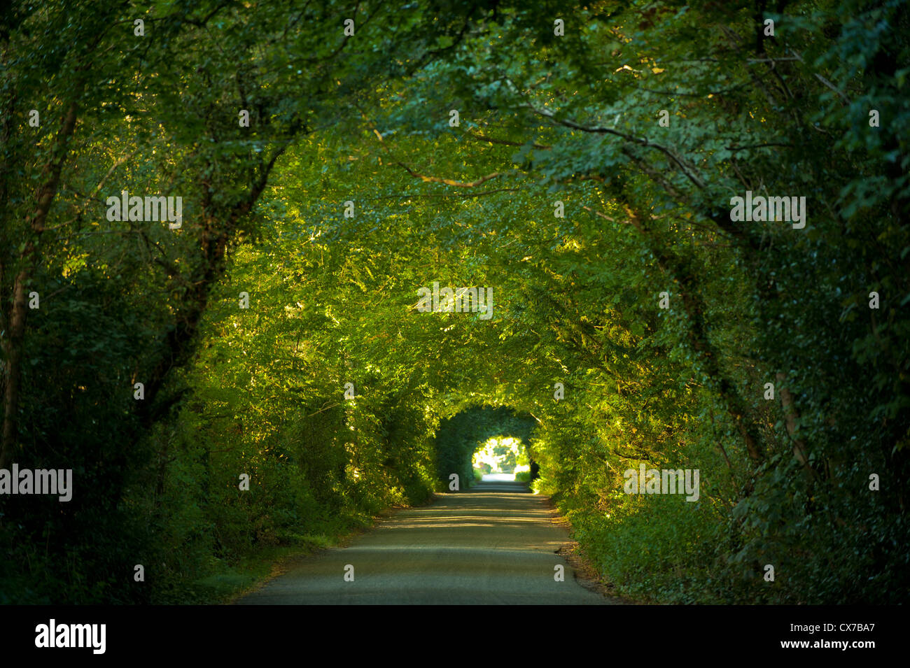 Tree covered,Sunlight,trees,Tunnel,Arched,over,canopy,treeline,country ...