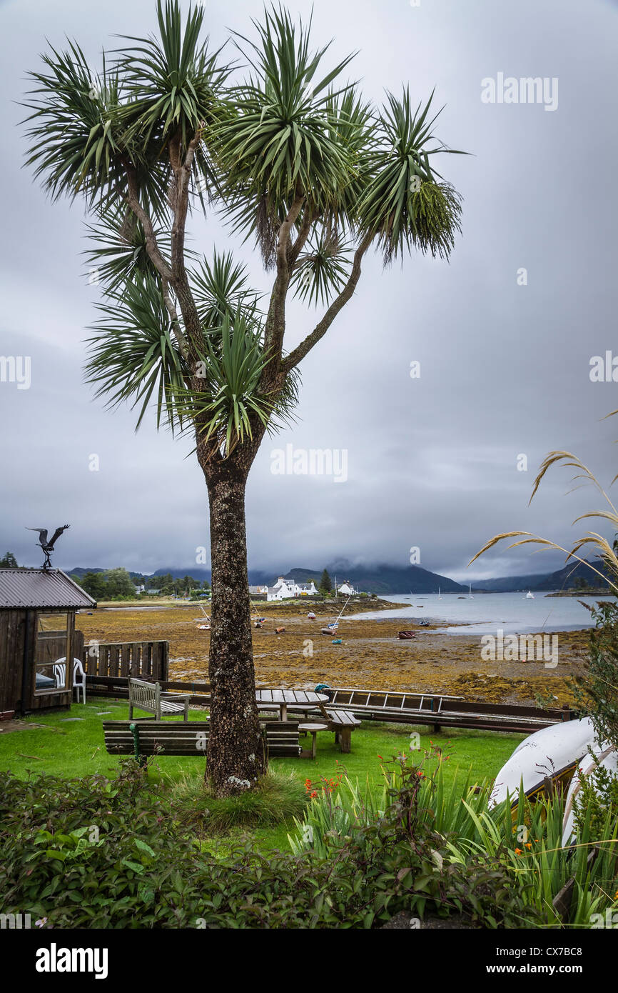Palm tree in shoreline garden under cloudy sky Plockton Loch Carron ...