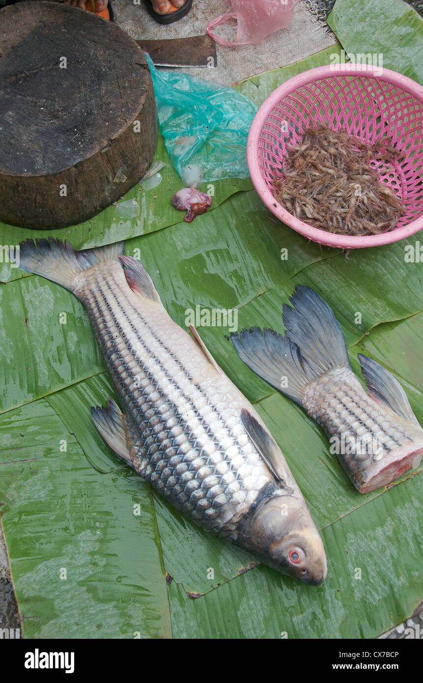 fresh fish of Mekong river on market day Luang Prabang Laos Asia Stock ...