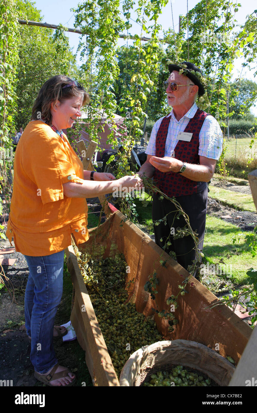 Demonstrating traditional hop picking at Bodiam East Sussex UK GB Stock ...