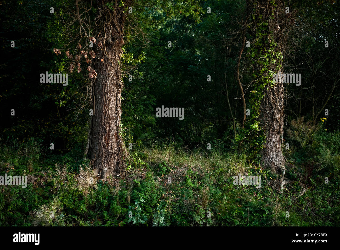 Covered in ivy trunks hi-res stock photography and images - Alamy