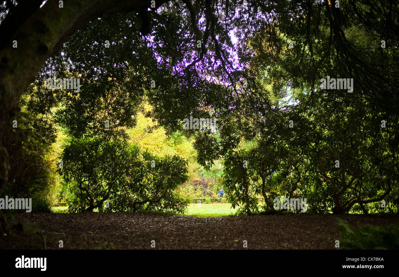 Backlit treeline in Autumn light Stock Photo - Alamy