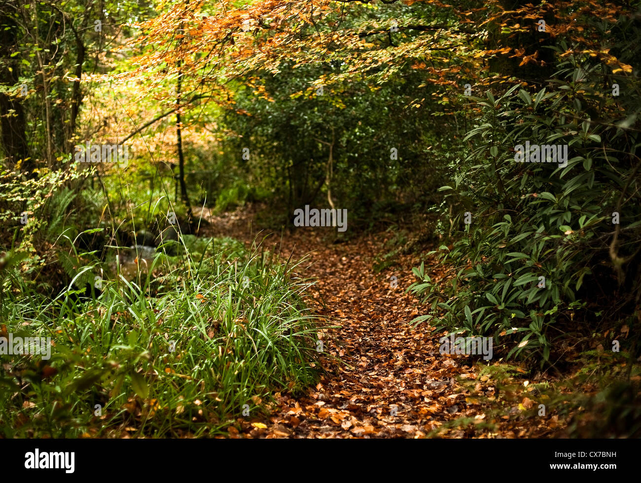 Autumn Path in Autumn Colours in secret Garden Stock Photo - Alamy