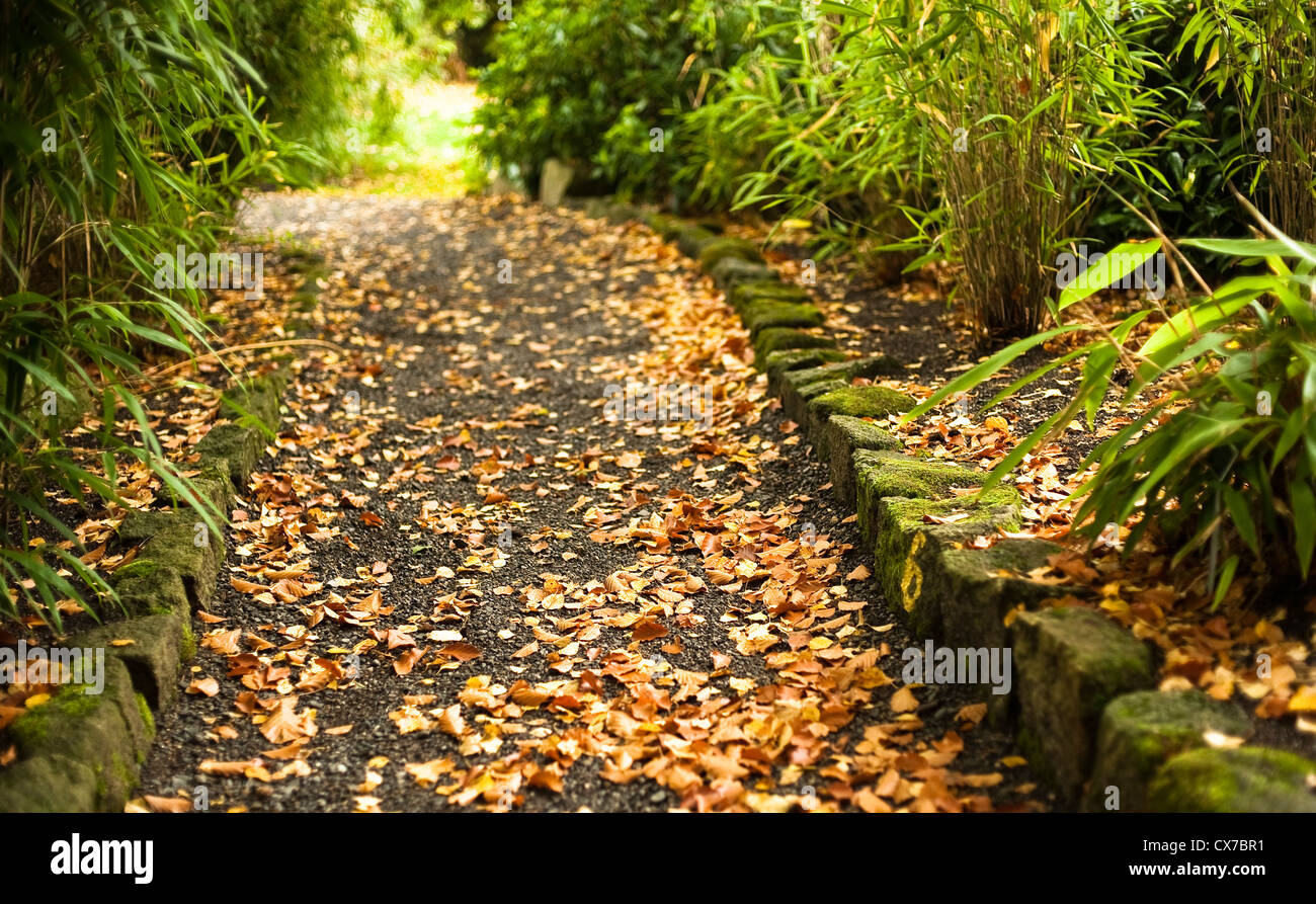 Autumn path with fallen leaves Stock Photo - Alamy