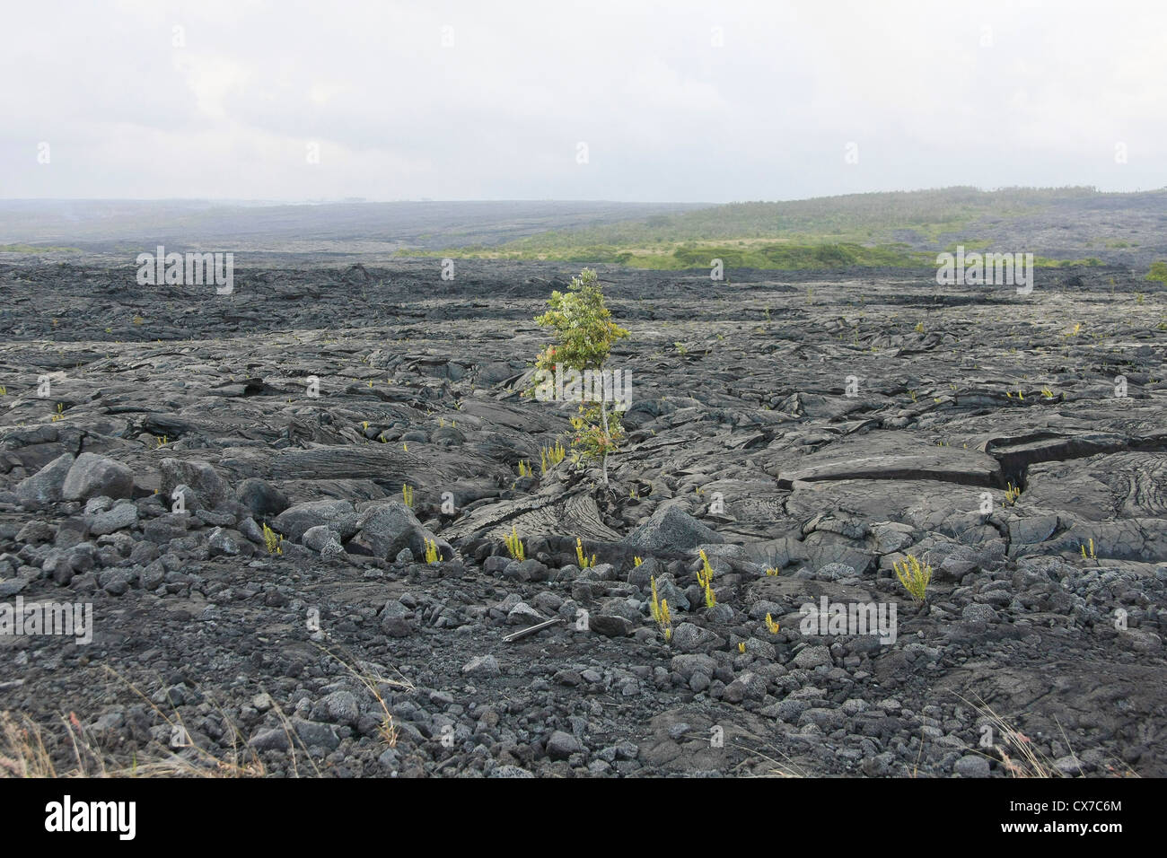 Vegetation superbly adapted to sulfur dioxide emissions of volcanoes in ...