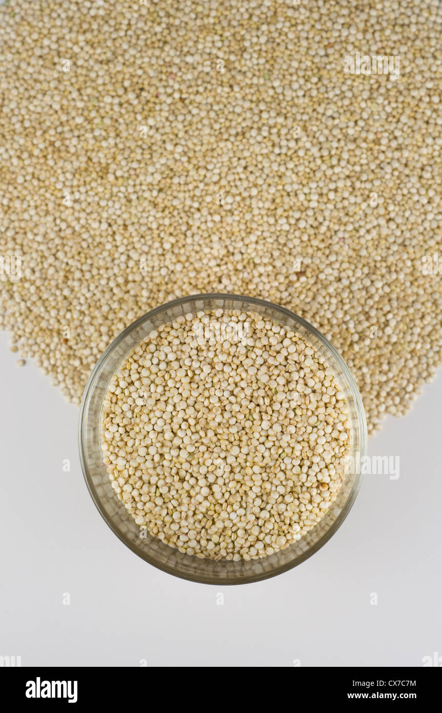 Quinoa, Chenopodium quinoa Stock Photo - Alamy