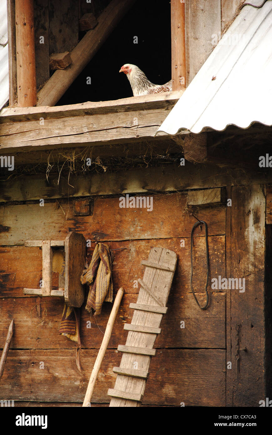 Hen in a barn, Maramures, Northern Romania Stock Photo - Alamy