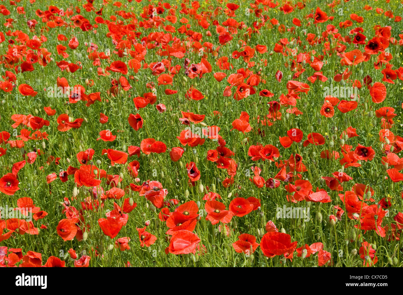 Papaver field, Poland Stock Photo - Alamy