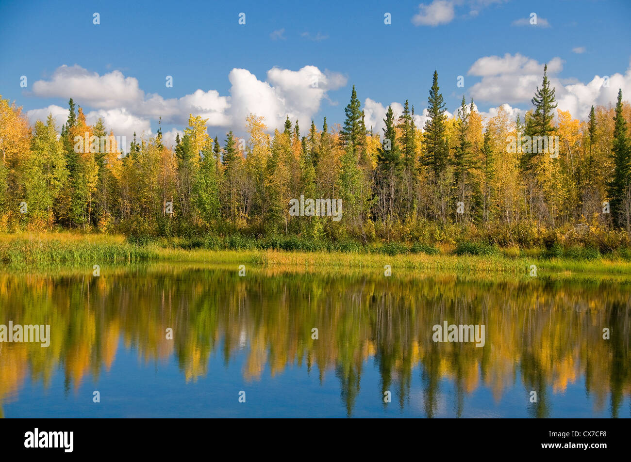 Fall colors in alpine tundra hi-res stock photography and images - Alamy