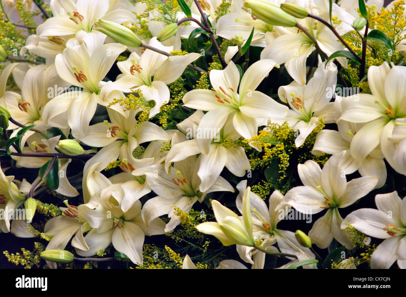 Lily lilium flower hi-res stock photography and images - Alamy