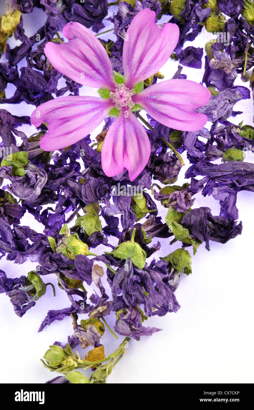 Dried Mallow Flowers Stock Photo - Alamy