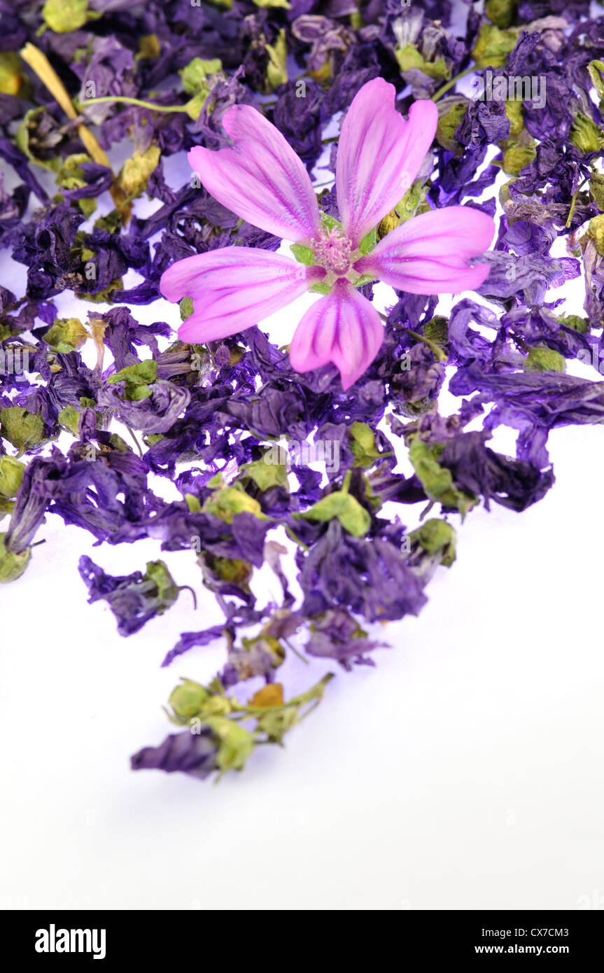 Dried Mallow Flowers Stock Photo - Alamy