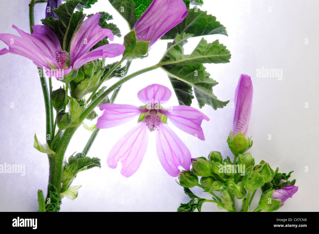 Cut leaf mallow hi-res stock photography and images - Alamy