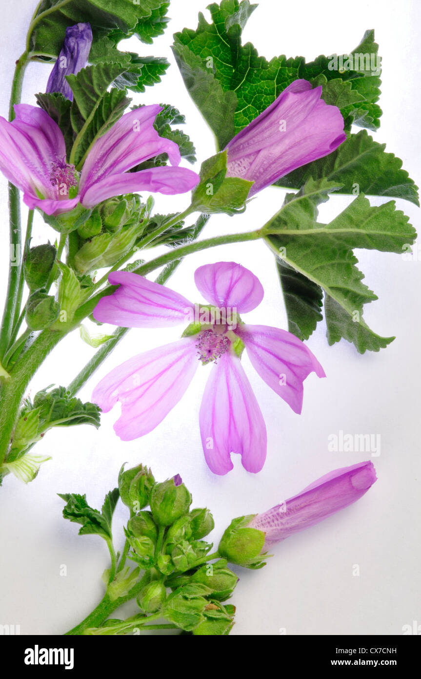 Cut leaf mallow hi-res stock photography and images - Alamy
