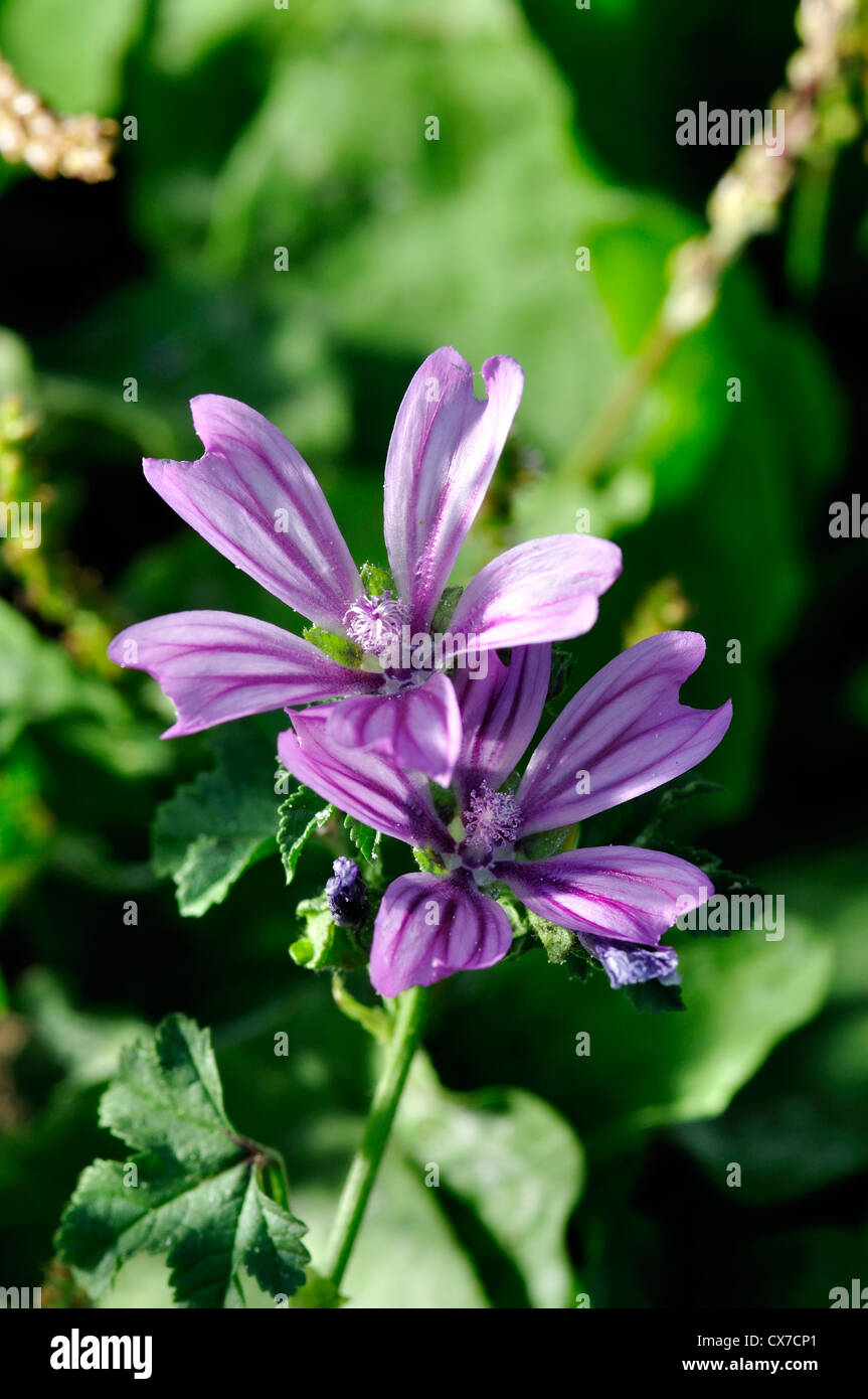 Mallow Flowers High Resolution Stock Photography and Images - Alamy
