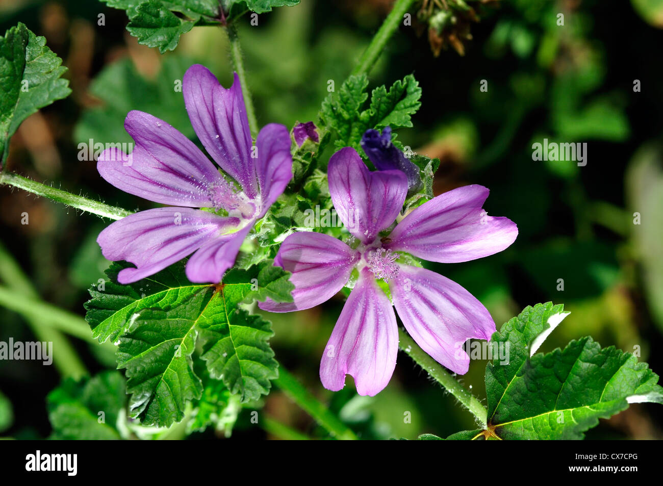 Mallow plant hi-res stock photography and images - Alamy