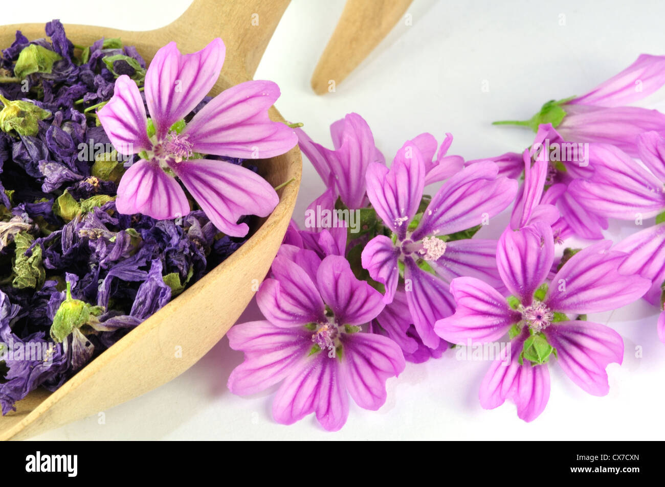 Dried Mallow Flowers Stock Photo - Alamy